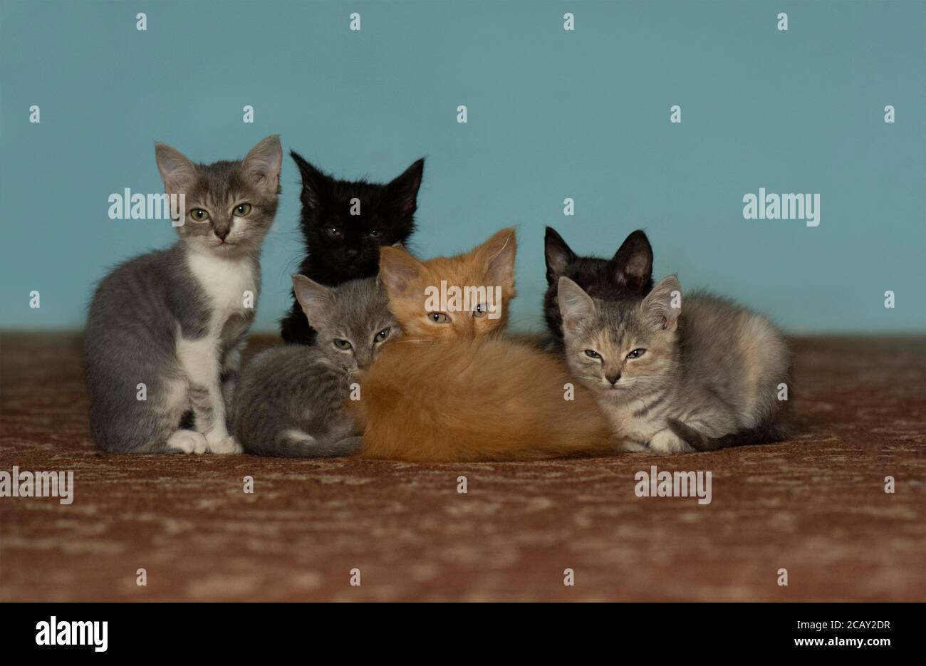 Six little kittens. Group kittens portrait. Group of different six ...