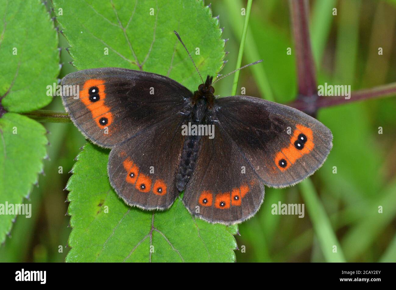 Beautiful spots in scotland hi-res stock photography and images - Alamy