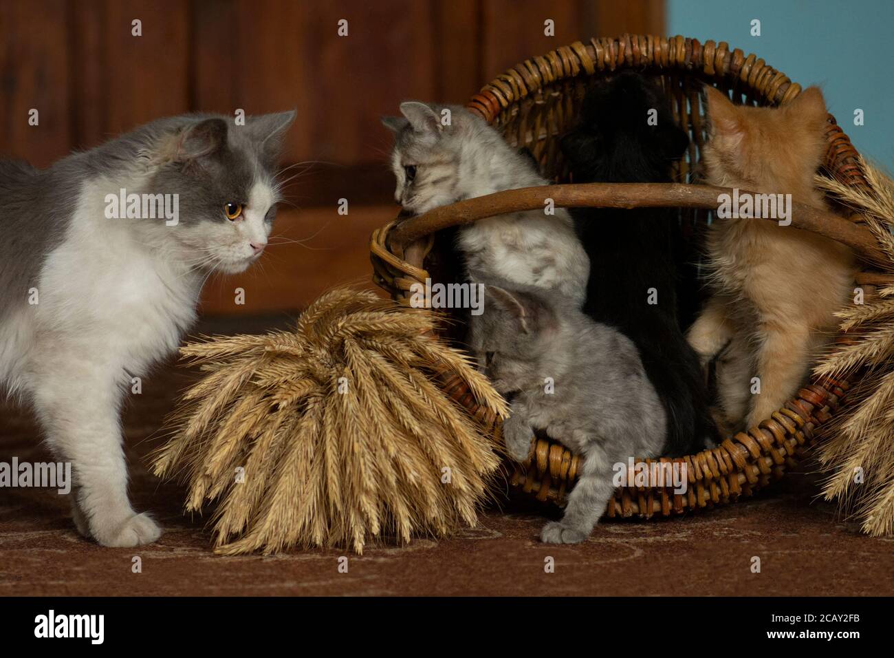 Three little kittens and adult cat. Group kittens portrait in a wicker ...