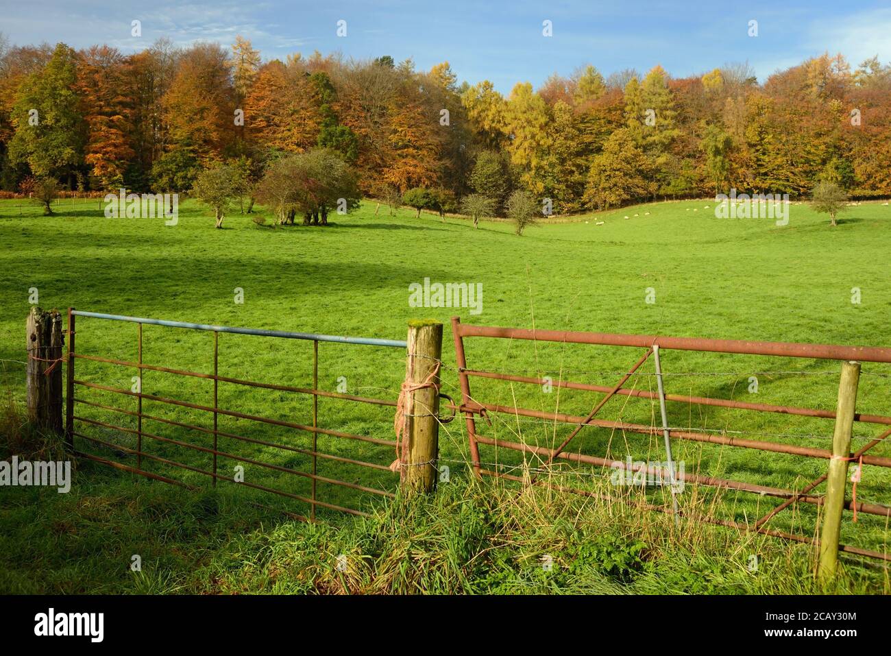 Field gate and autumn trees Stock Photo - Alamy