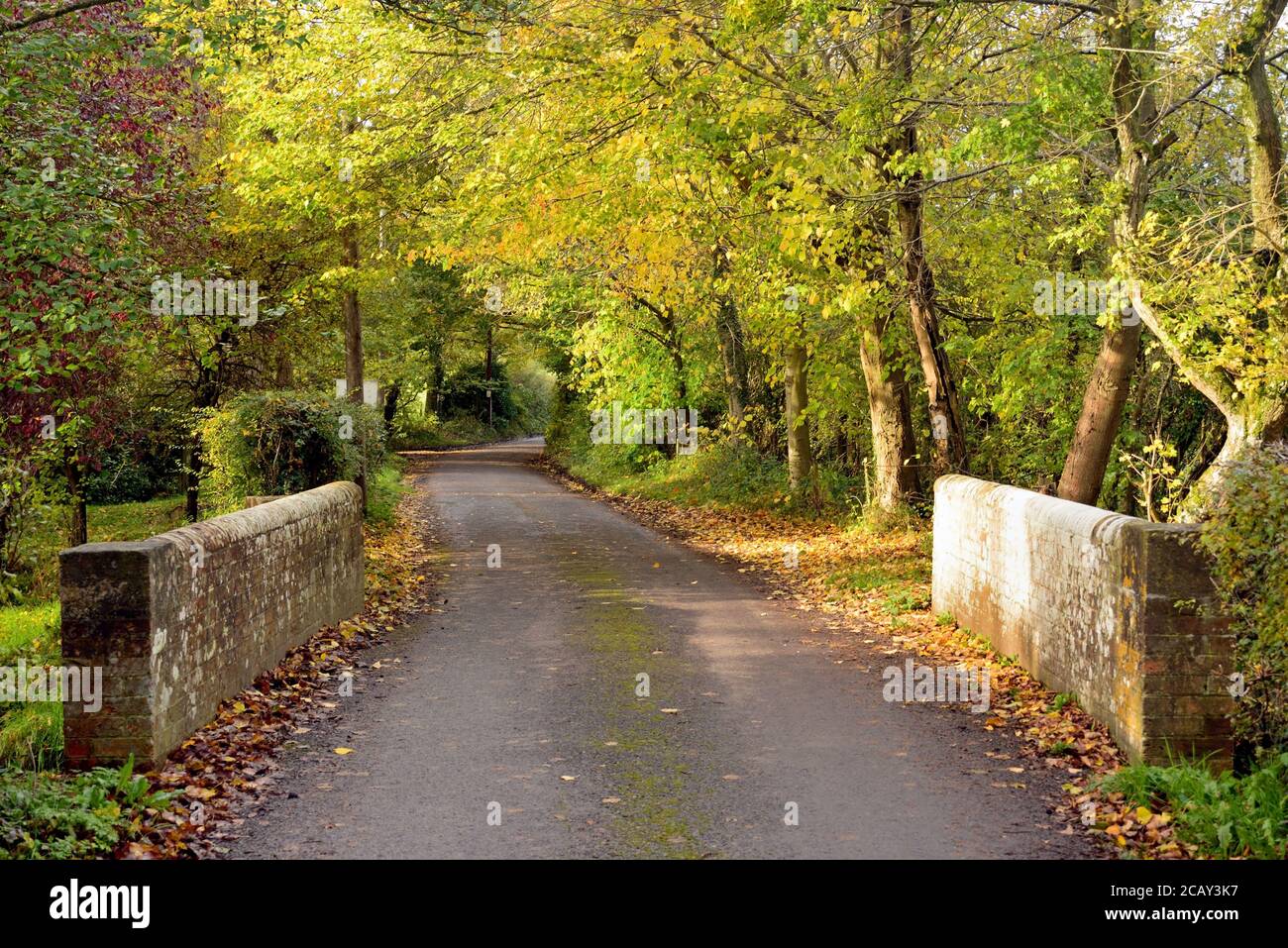 A rural lane and autumn trees Stock Photo - Alamy