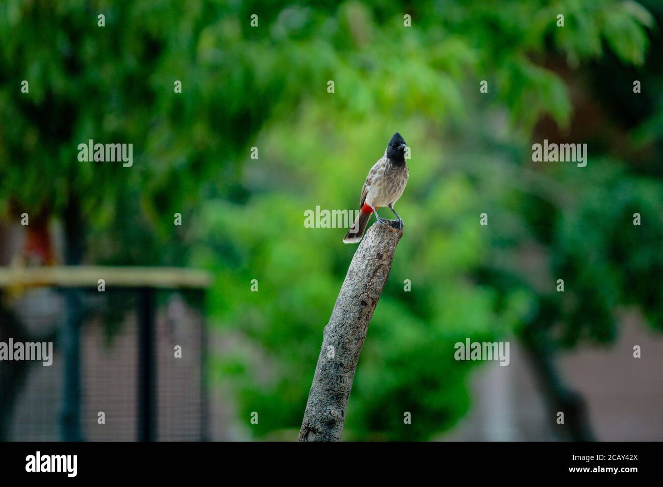 Indian bulbul hi-res stock photography and images - Alamy