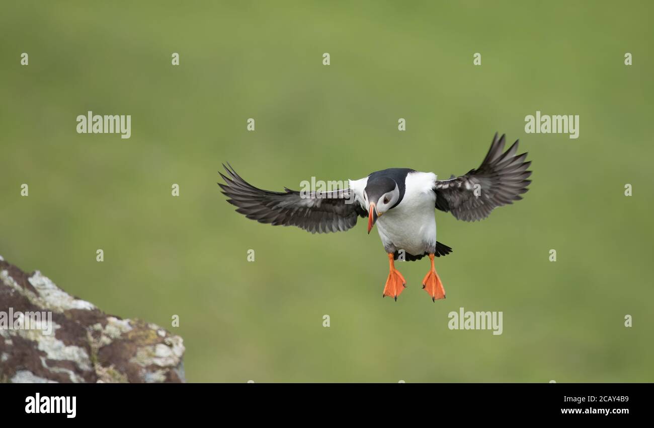 Puffin in flight uk hi-res stock photography and images - Alamy