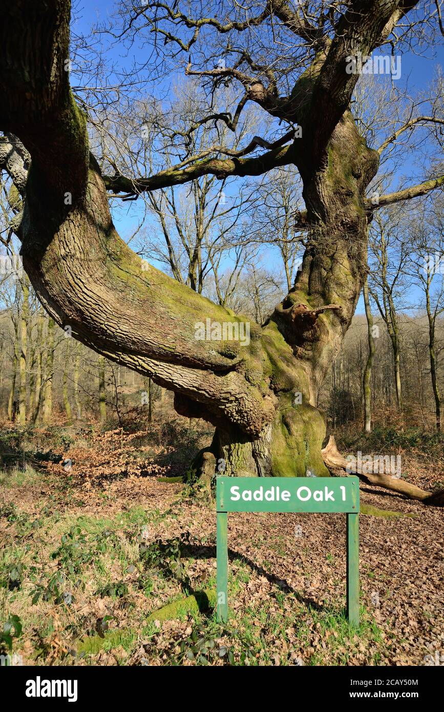 Saddle Oak 1 in Savernake Forest Stock Photo - Alamy