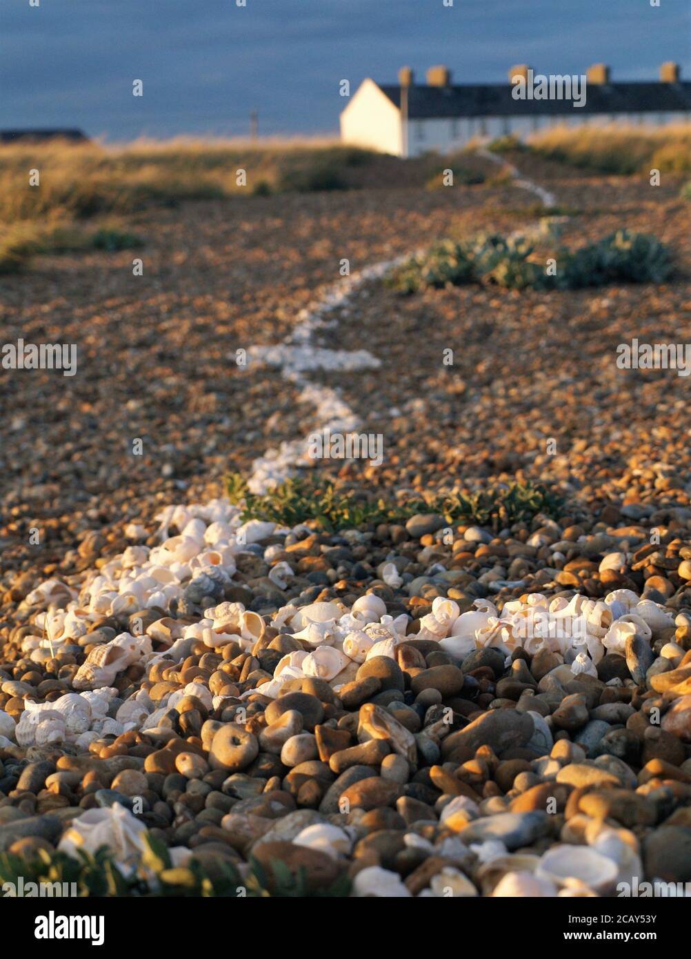 The Shell Line on the beach at Shingle Street, Suffolk Stock Photo - Alamy