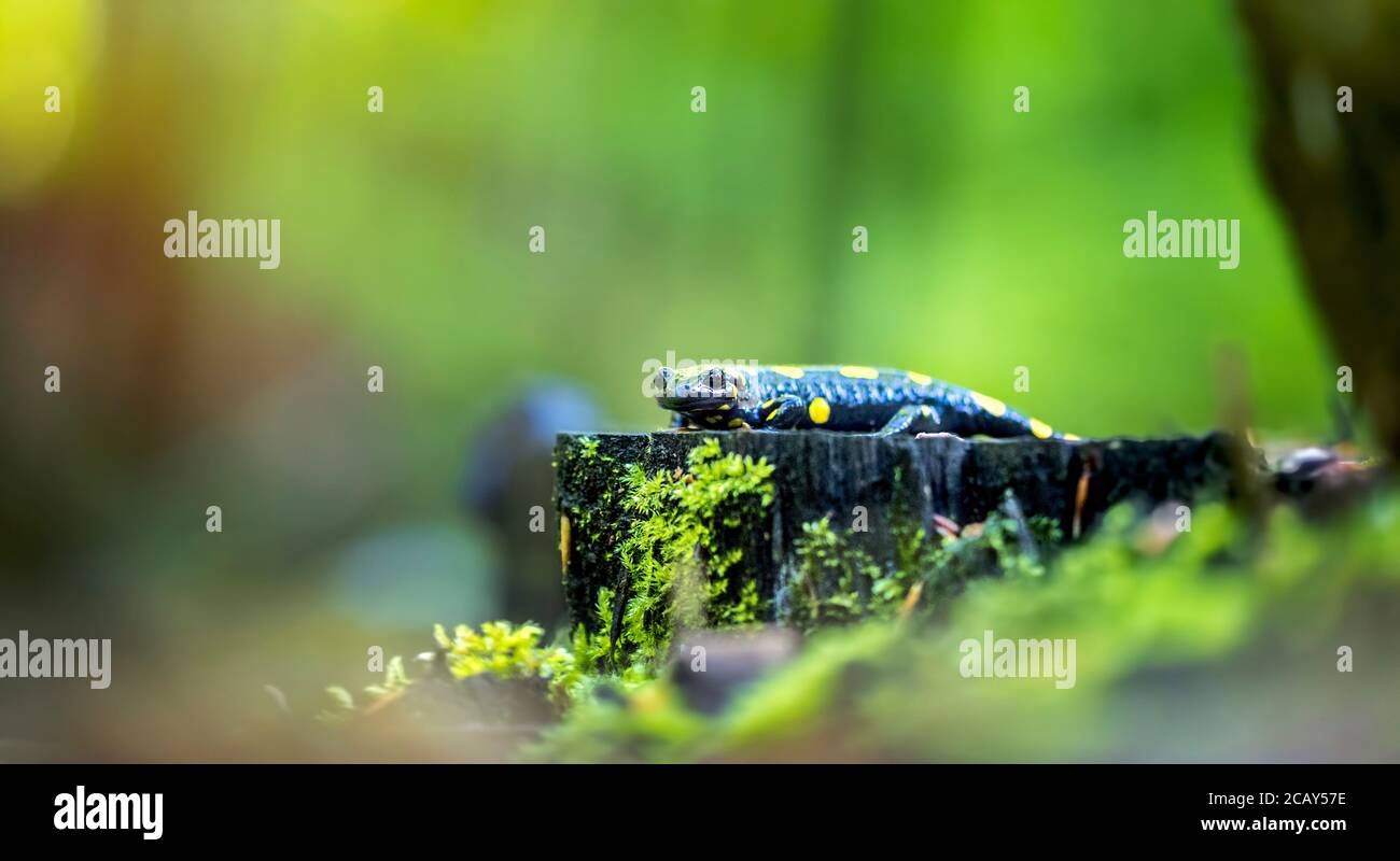 Fire salamander in the natural environment, natural habitat, close up ...