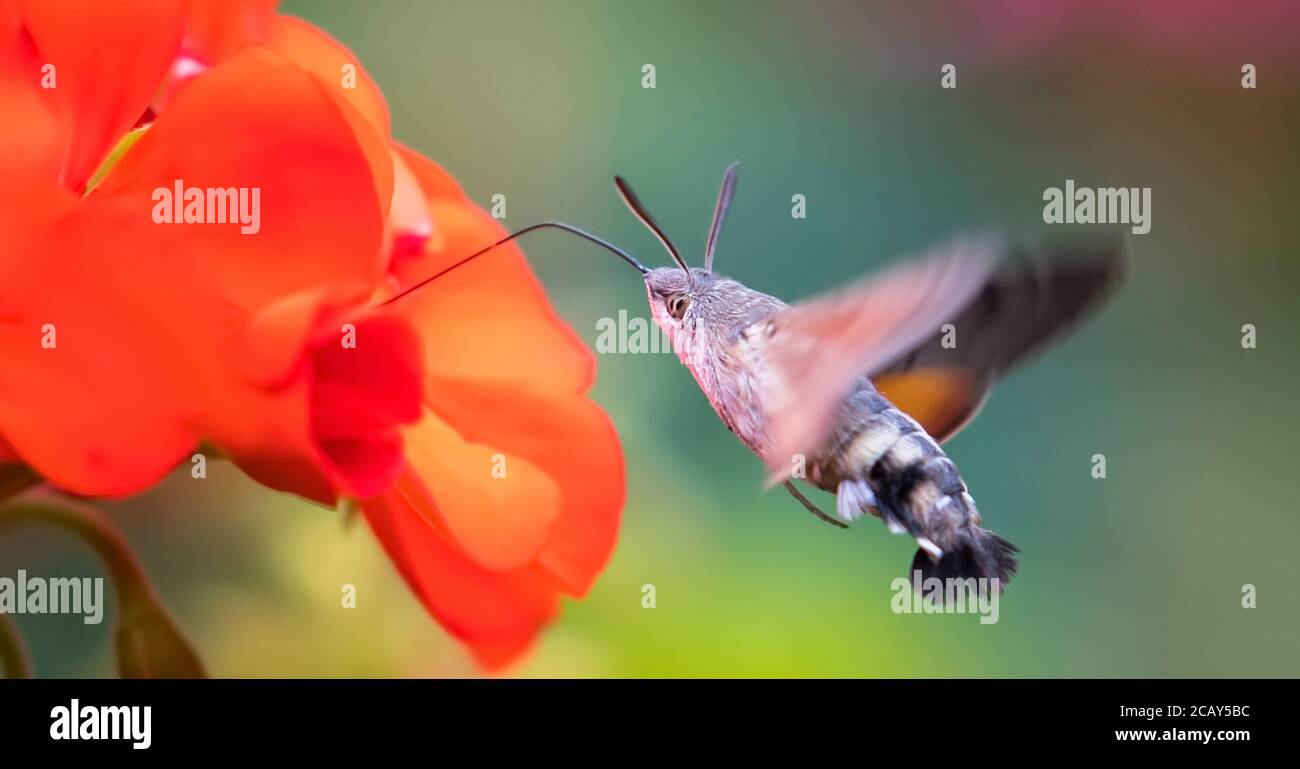 Moth photos hi-res stock photography and images - Alamy