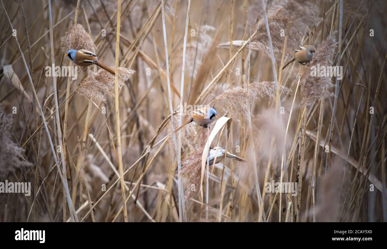 Beautiful nature scene with Bearded Parrotbill Panurus biarmicus ...