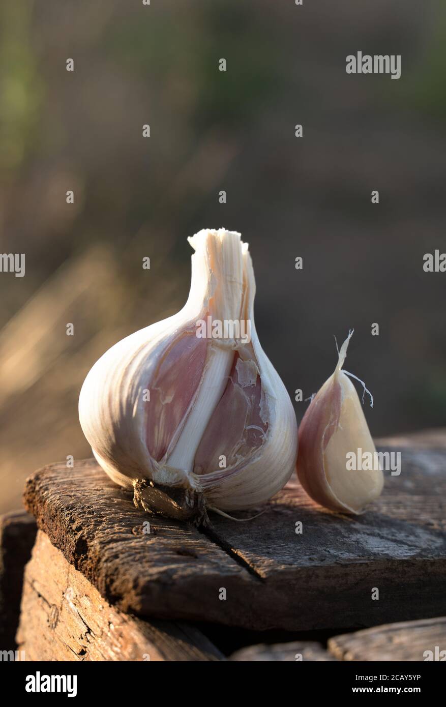 Garlic and a clove of garlic lies on a wooden box in the open air ...