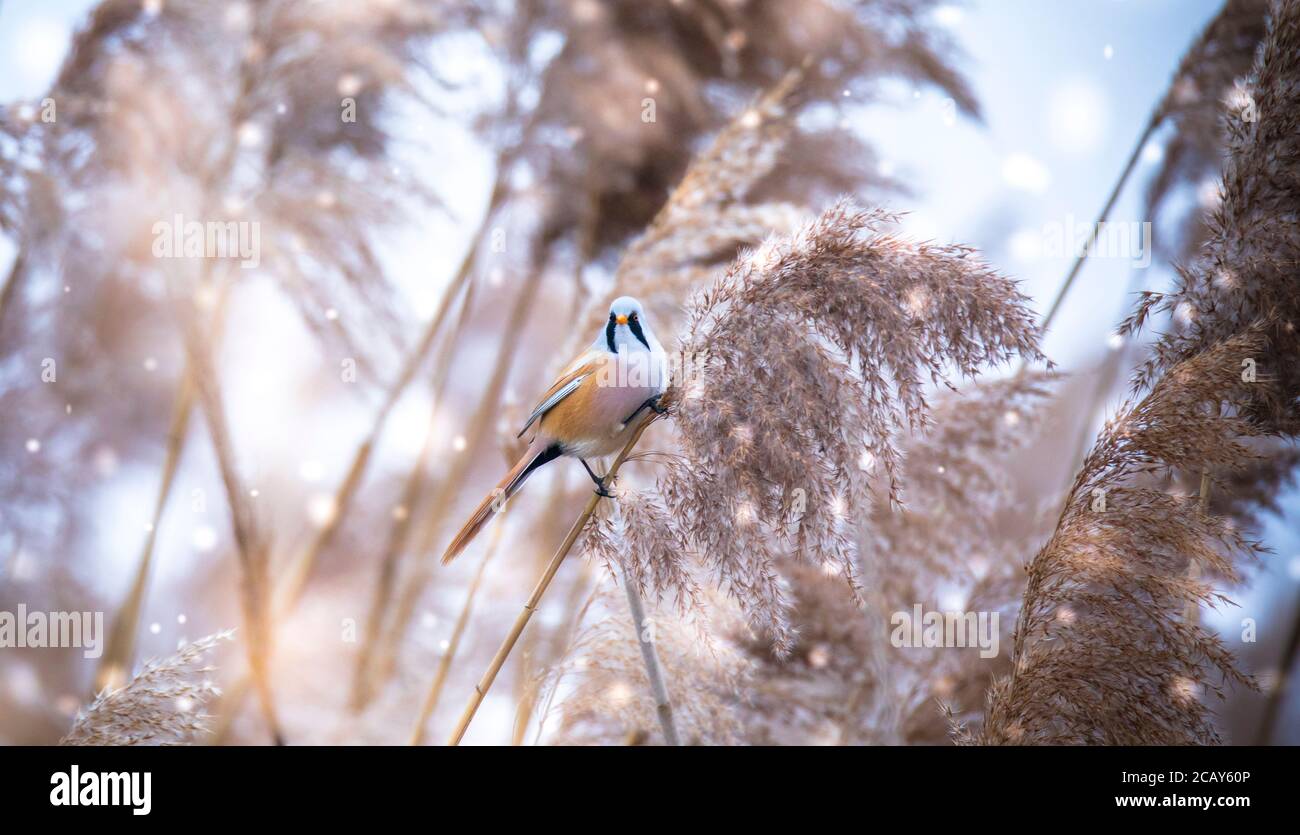 Beautiful nature scene with Bearded Parrotbill Panurus biarmicus ...