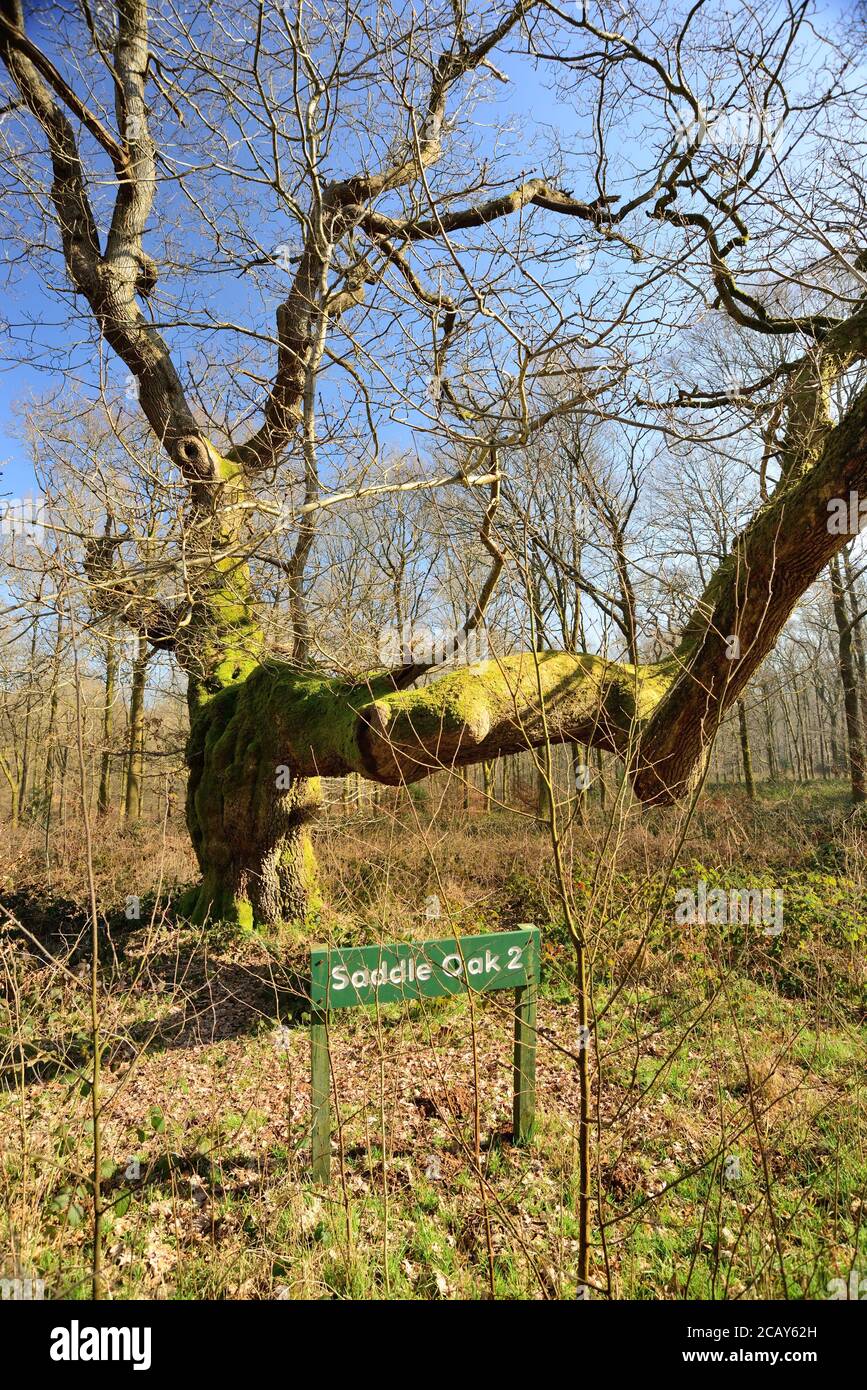 Saddle Oak 2 in Savernake Forest Stock Photo - Alamy