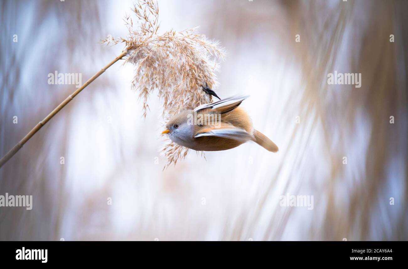 Beautiful nature scene with Bearded Parrotbill Panurus biarmicus ...
