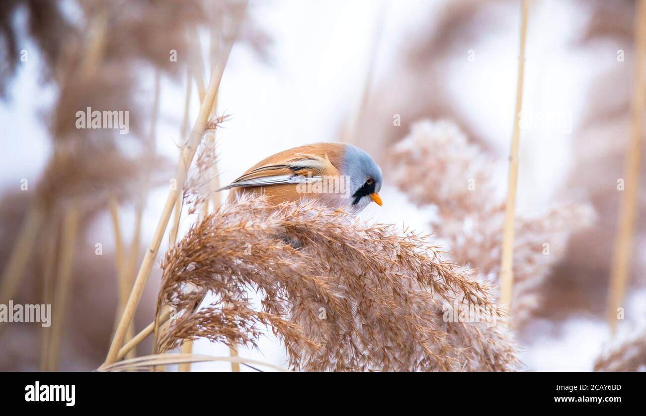 Beautiful nature scene with Bearded Parrotbill Panurus biarmicus ...