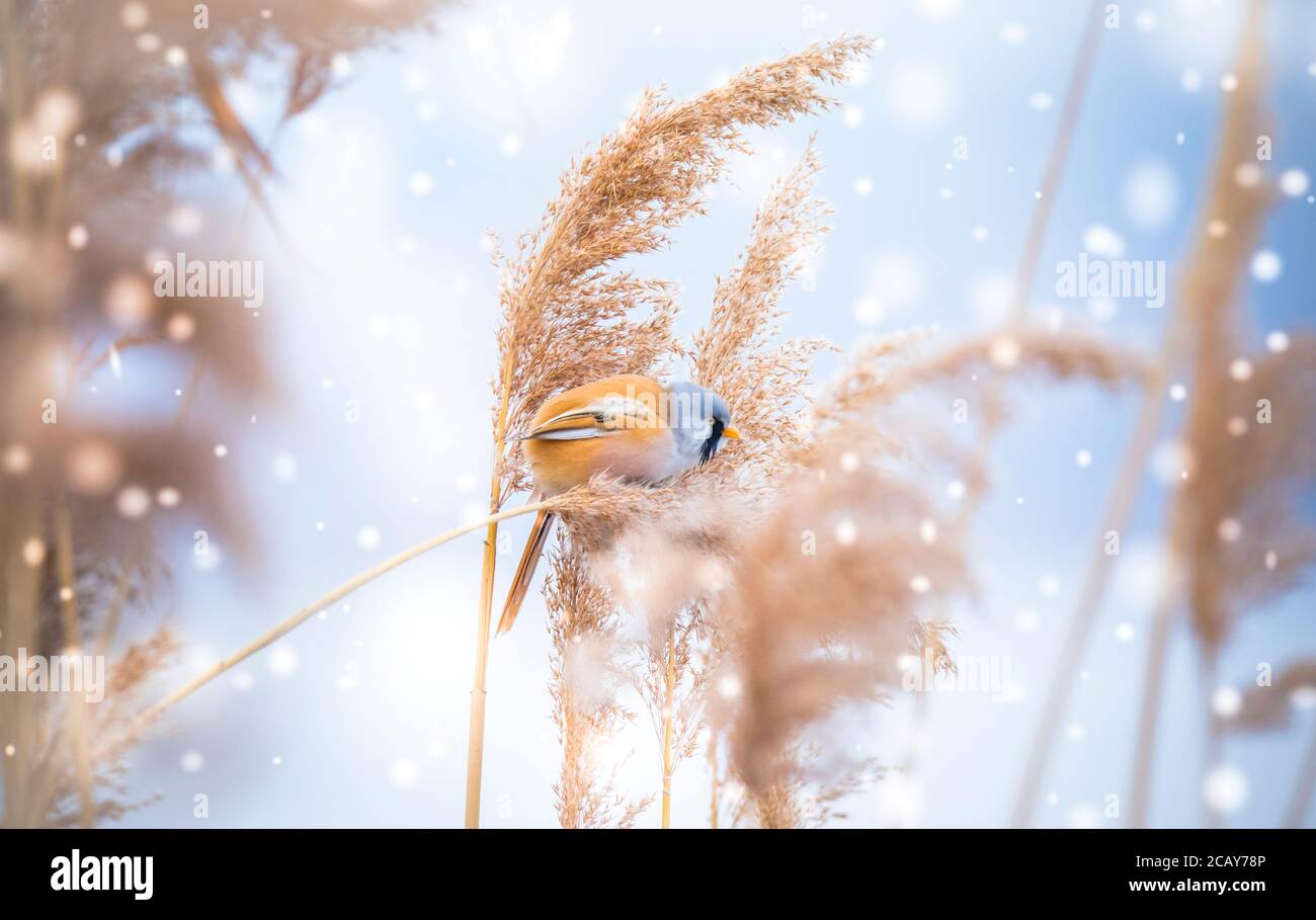 Beautiful nature scene with Bearded Parrotbill Panurus biarmicus ...