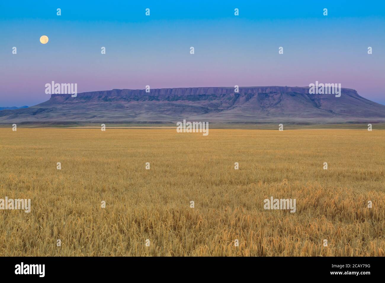 full moon setting in a pre-dawn sky over square butte and wheat field ...