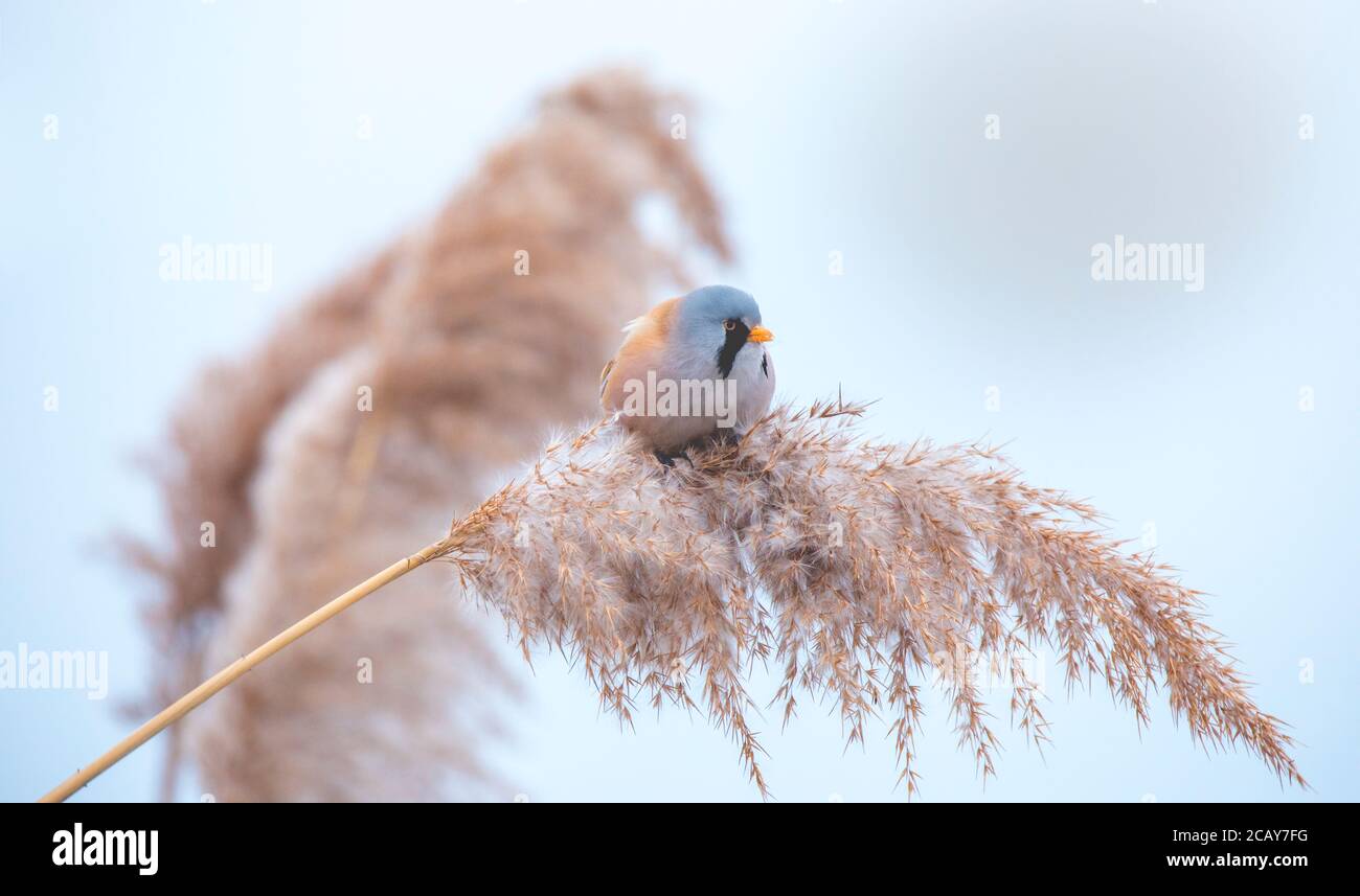 Beautiful nature scene with Bearded Parrotbill Panurus biarmicus ...
