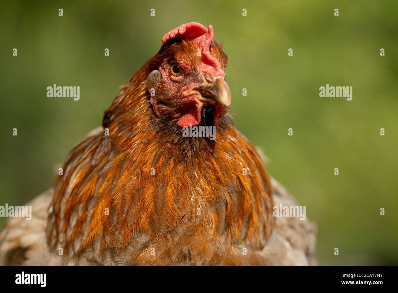 Red Chicken in Profile on Bright Green Background Stock Photo - Alamy