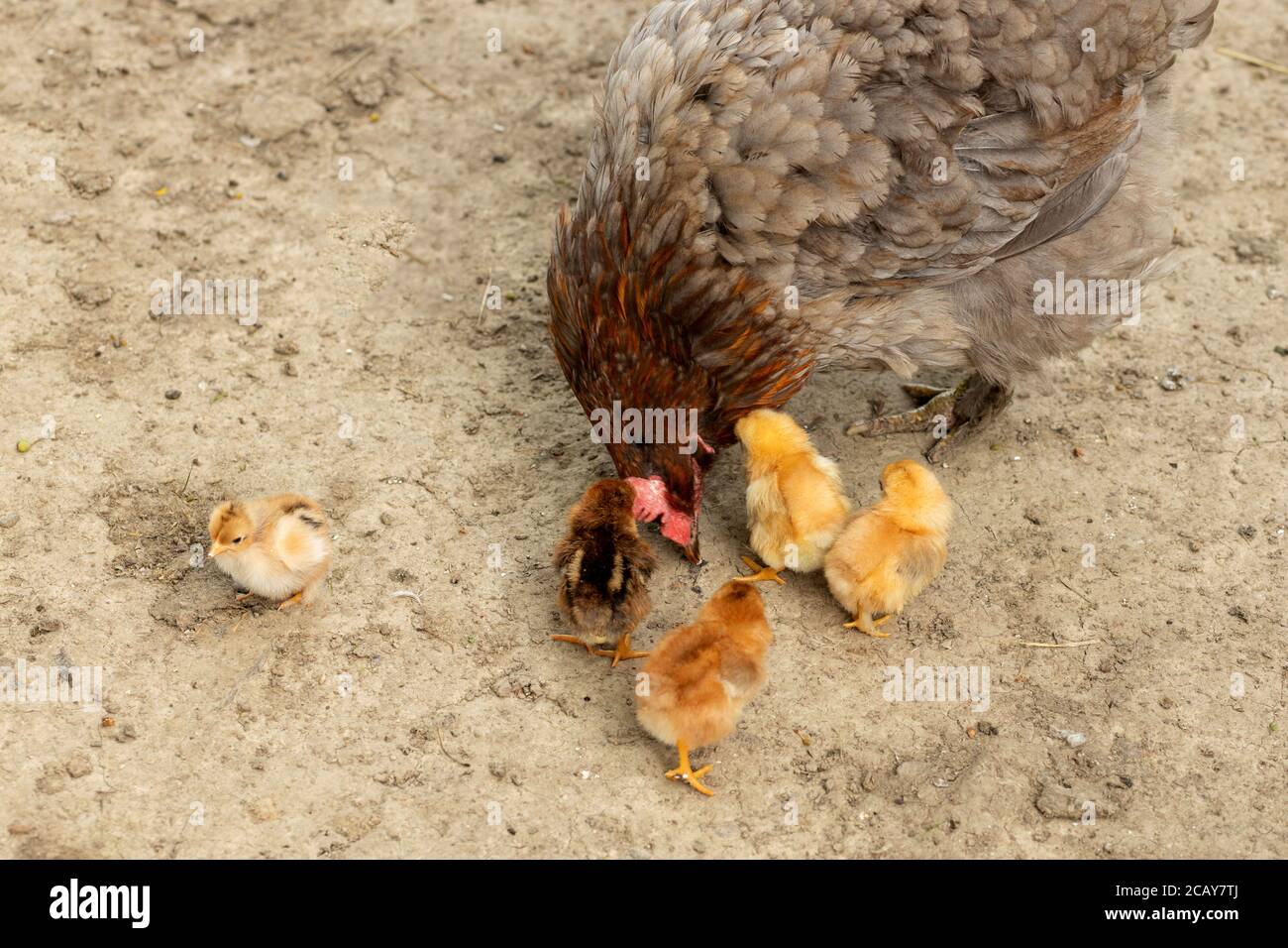Closeup of a mother chicken with its baby chicks on the farm. Hen with ...