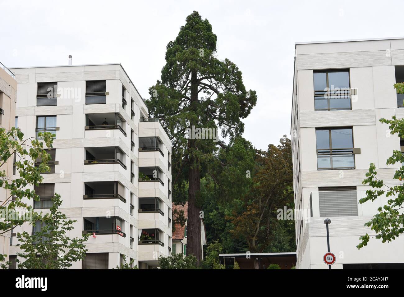 Giant sequoia, in Latin Sequoiadendron giganteum, a mature specimen ...