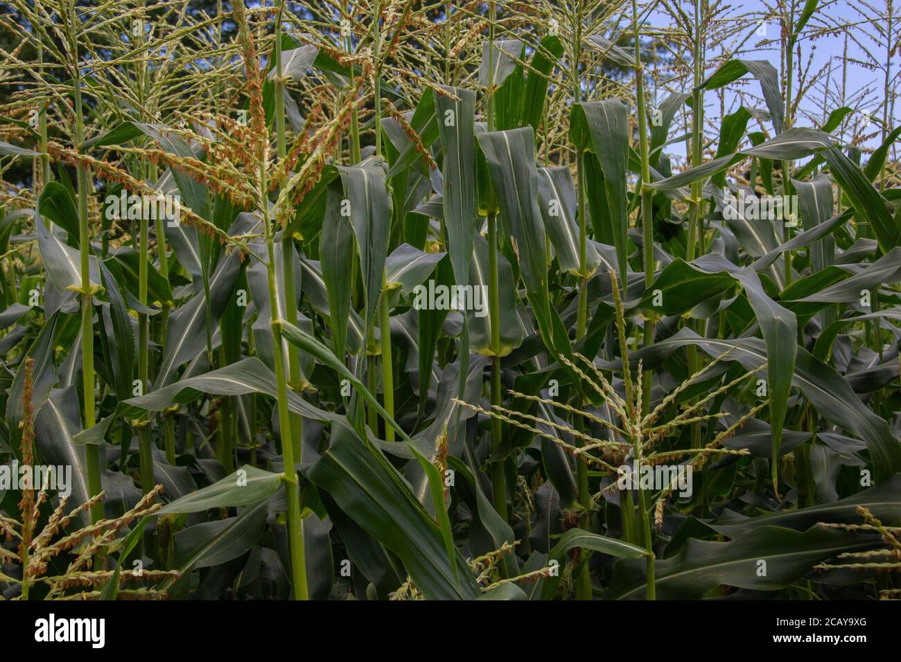 Tall corn crop hi-res stock photography and images - Alamy