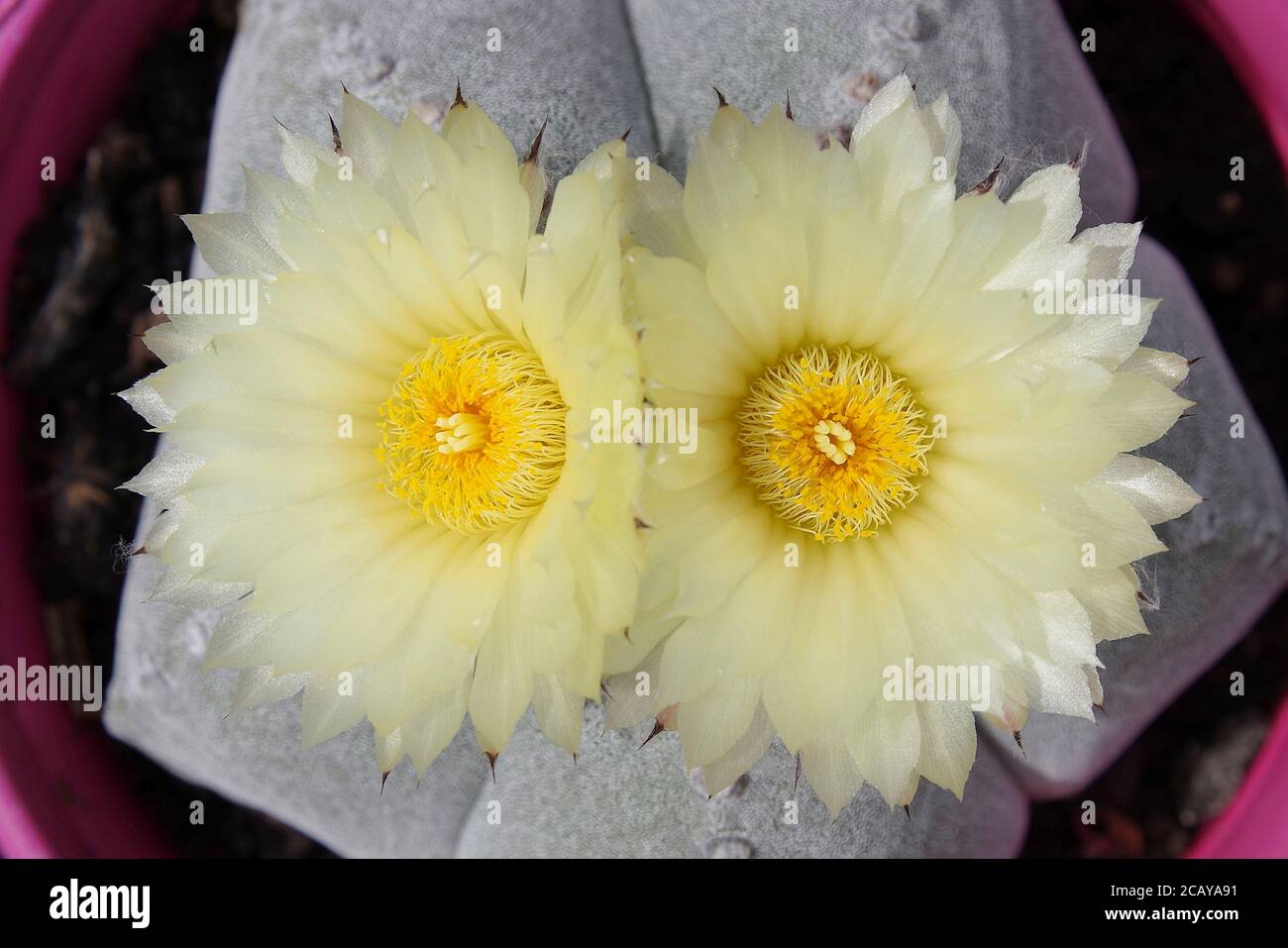 Catcus up close hi-res stock photography and images - Alamy