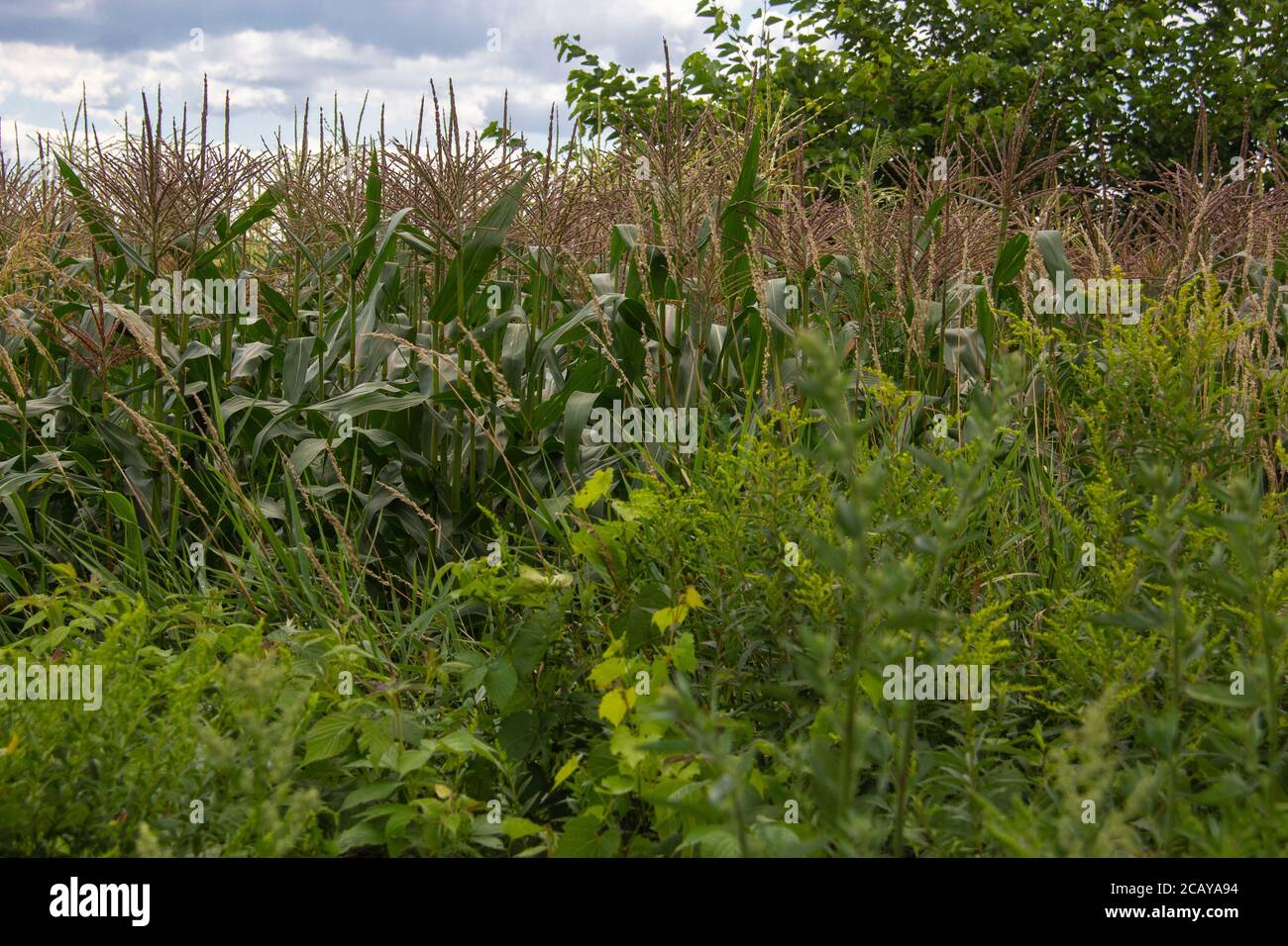 High crop hi-res stock photography and images - Alamy