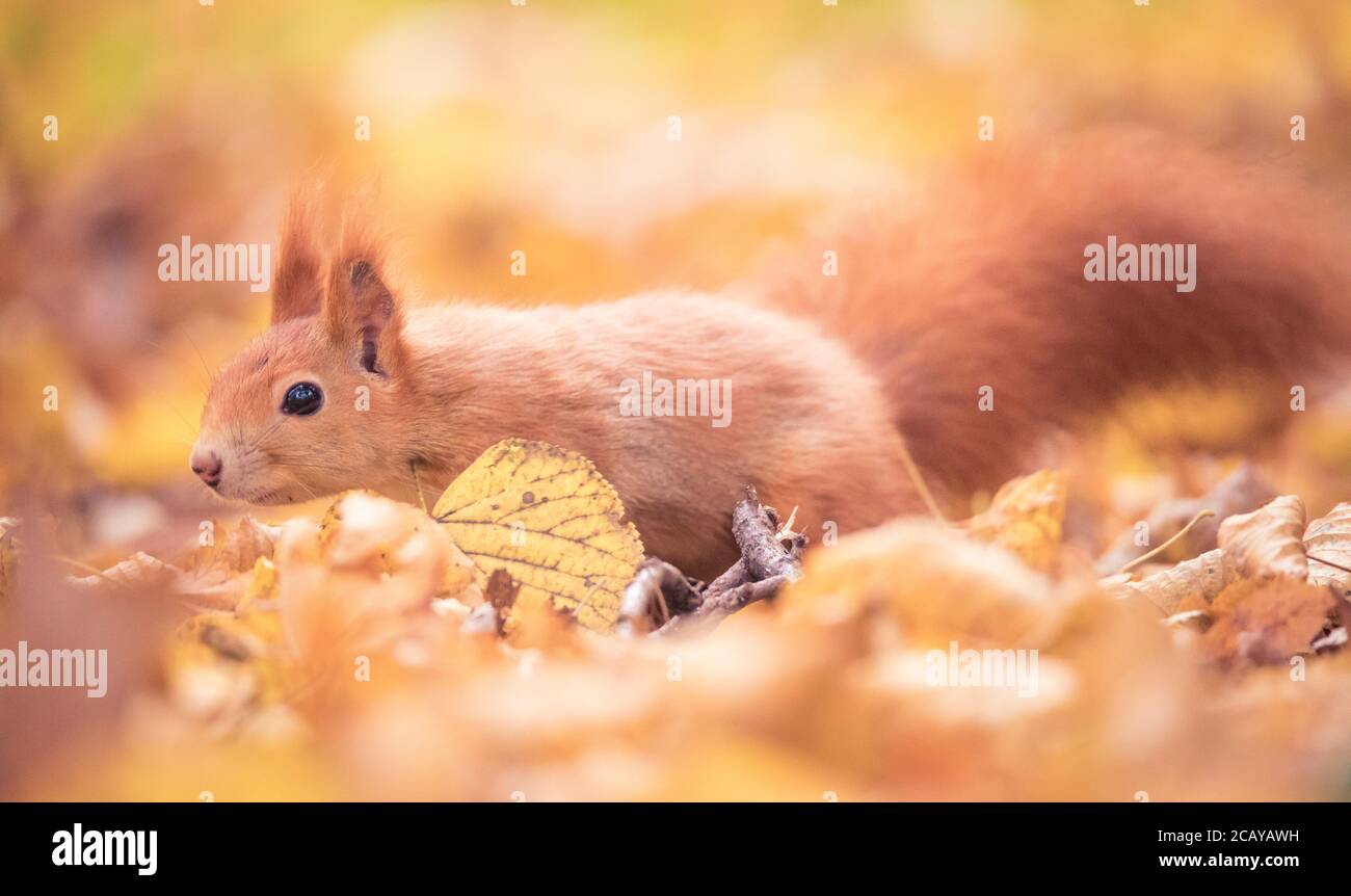 Squirrel sitting in the autumn park sunshine autumn colors on the tree ...