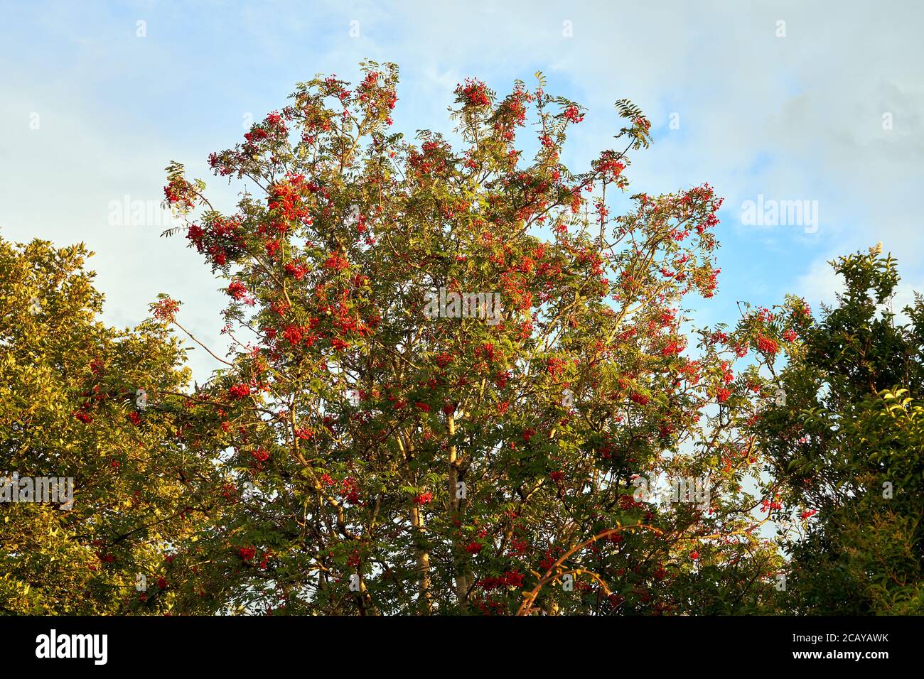 Sorbs High Resolution Stock Photography and Images - Alamy