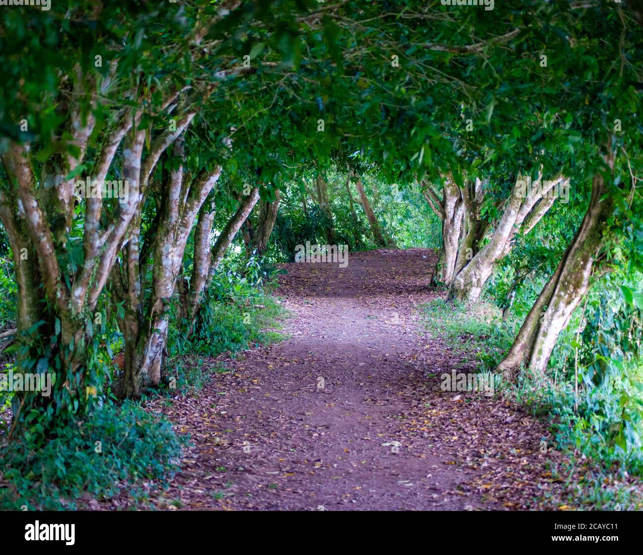 A Walk Through the Trees Stock Photo - Alamy