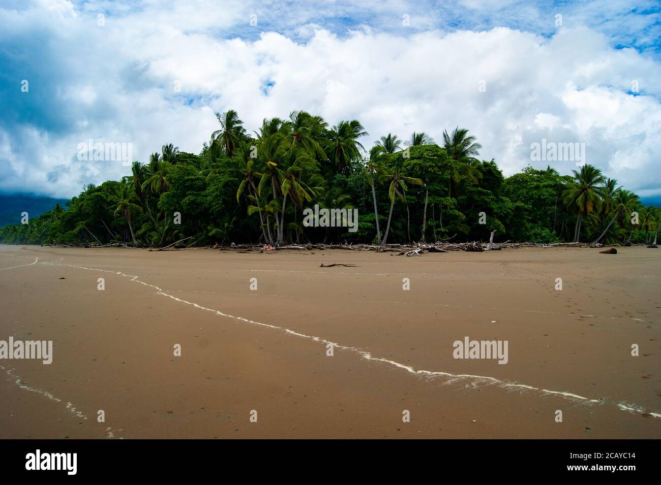 Rainforest by the Sandy Beach Stock Photo - Alamy