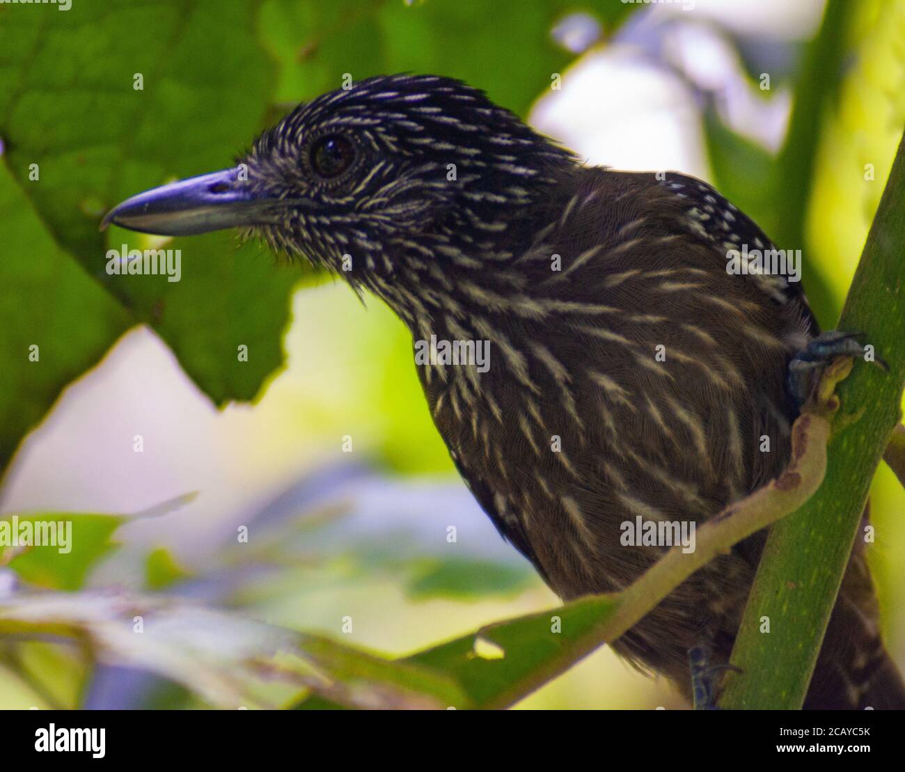 Bird woods hi-res stock photography and images - Alamy
