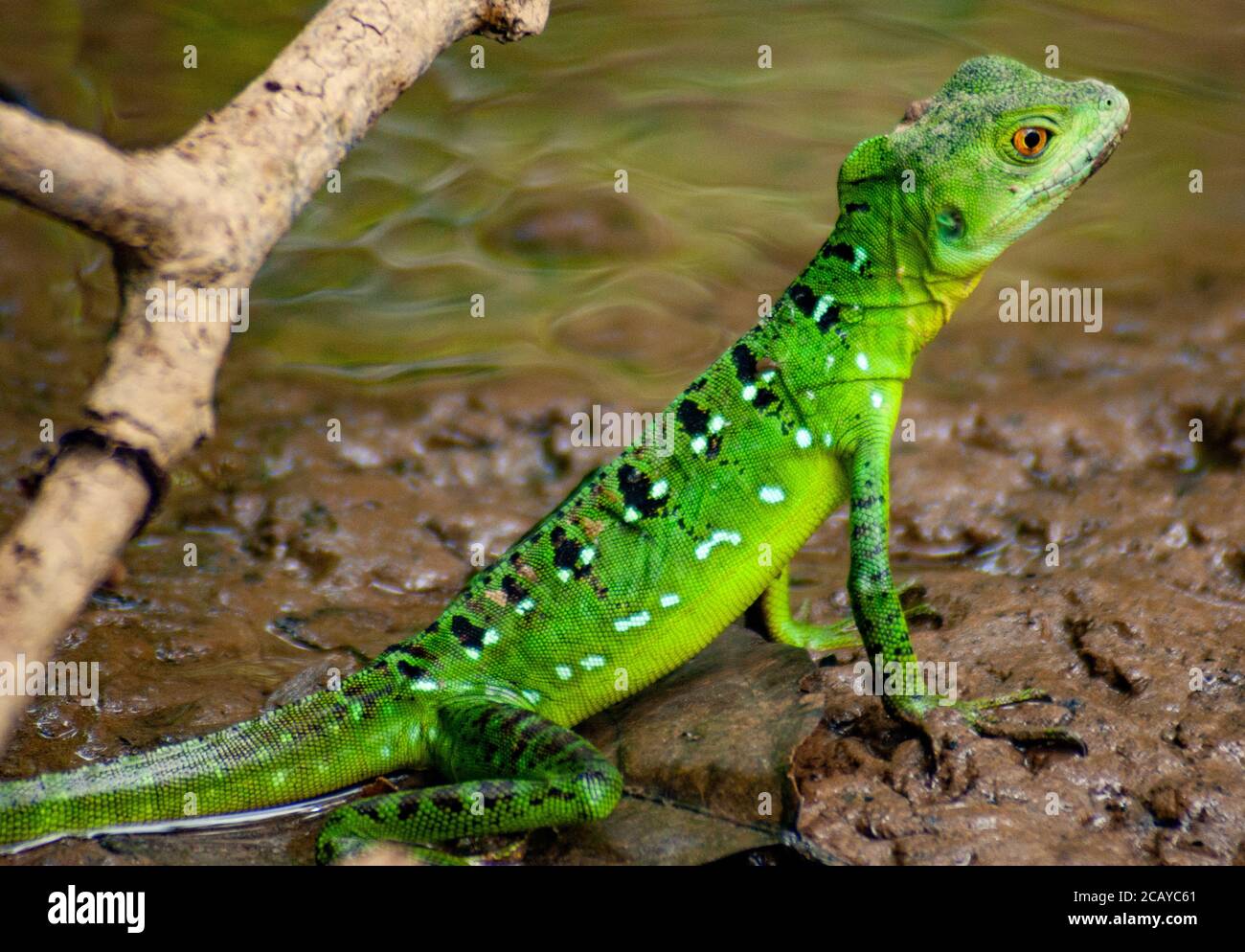 Bright Green lizard in the Mud Stock Photo - Alamy