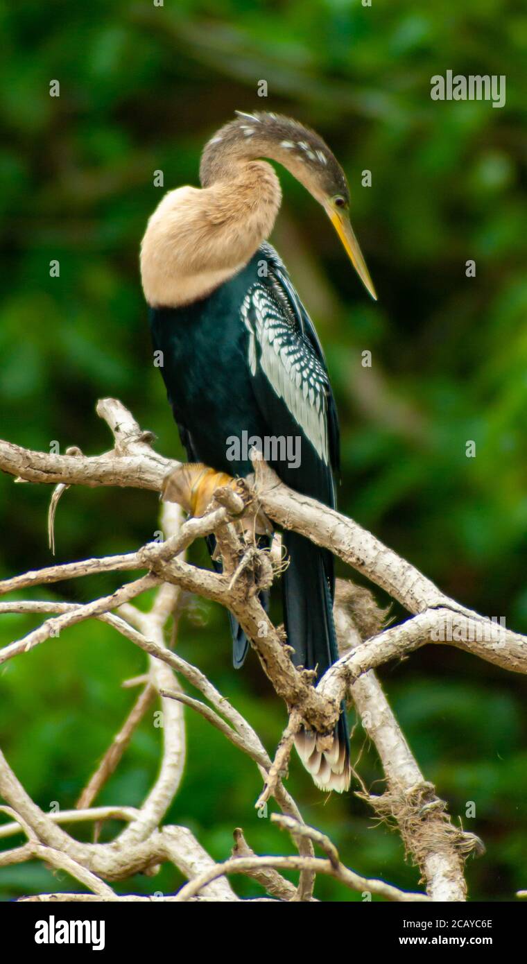 Heron Twisting Neck on a Tree Branch Stock Photo - Alamy