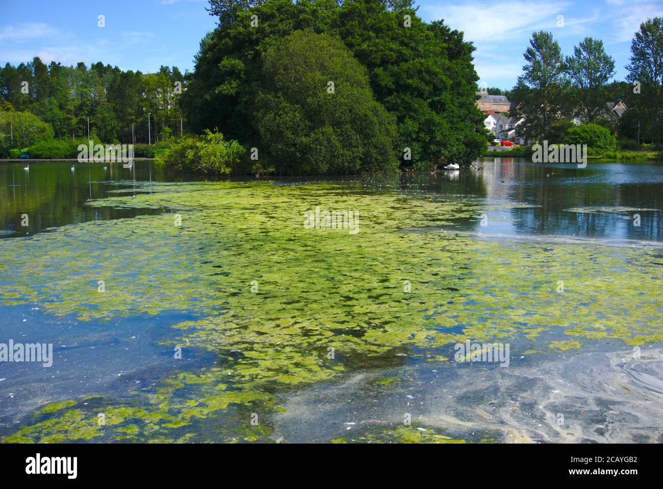 Algae bloom on the surface of Gunknowe Loch, Tweedbank, Roxburghshire ...