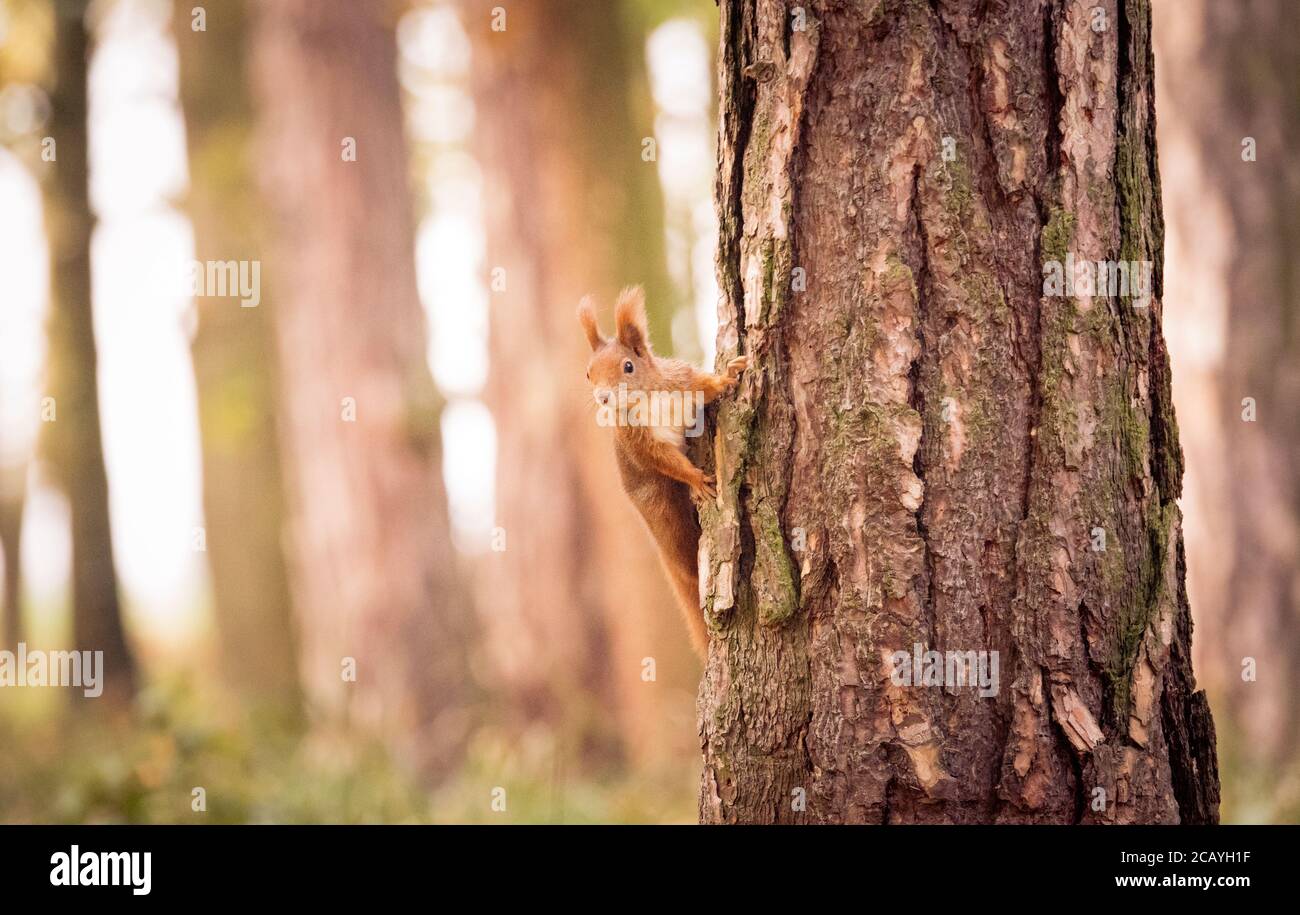 Squirrel sitting in the autumn park sunshine autumn colors on the tree ...