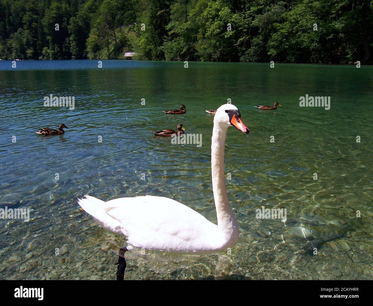 Füssen Lake Swan Stock Photo - Alamy