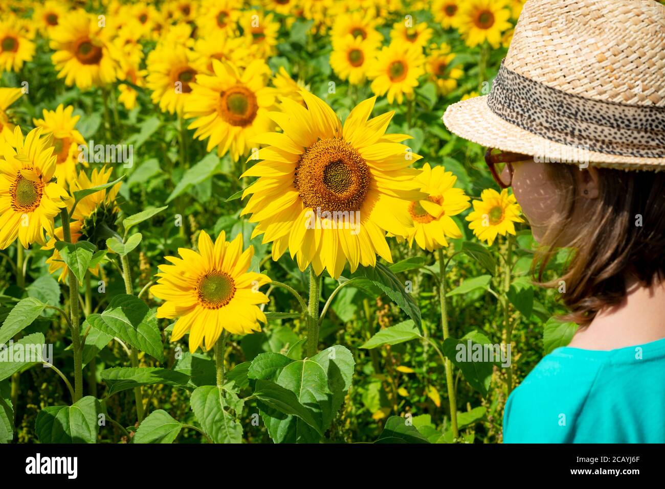 A young lady dressed for summer walks through the bright yellows of a ...