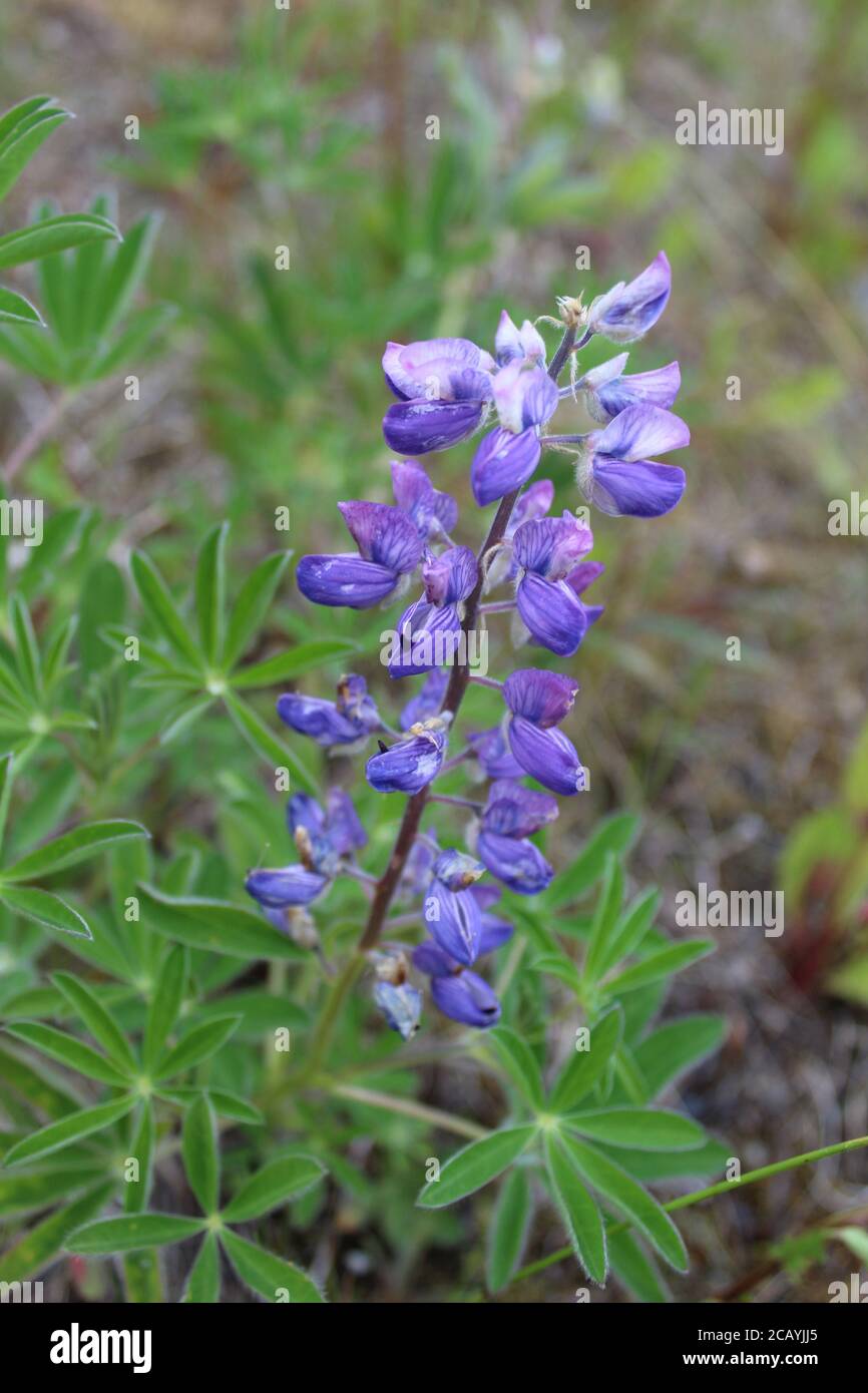 Nootka lupines hi-res stock photography and images - Alamy
