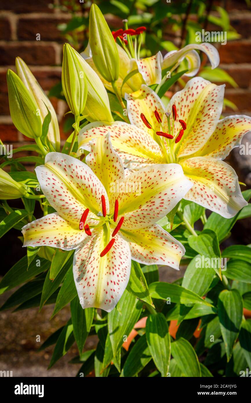 Close up yellow oriental lily hi-res stock photography and images - Alamy