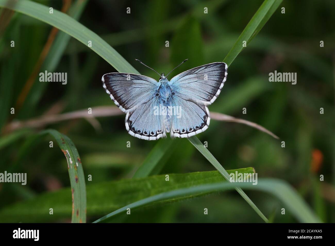 Chalkhill blue butterflies uk hi-res stock photography and images - Alamy