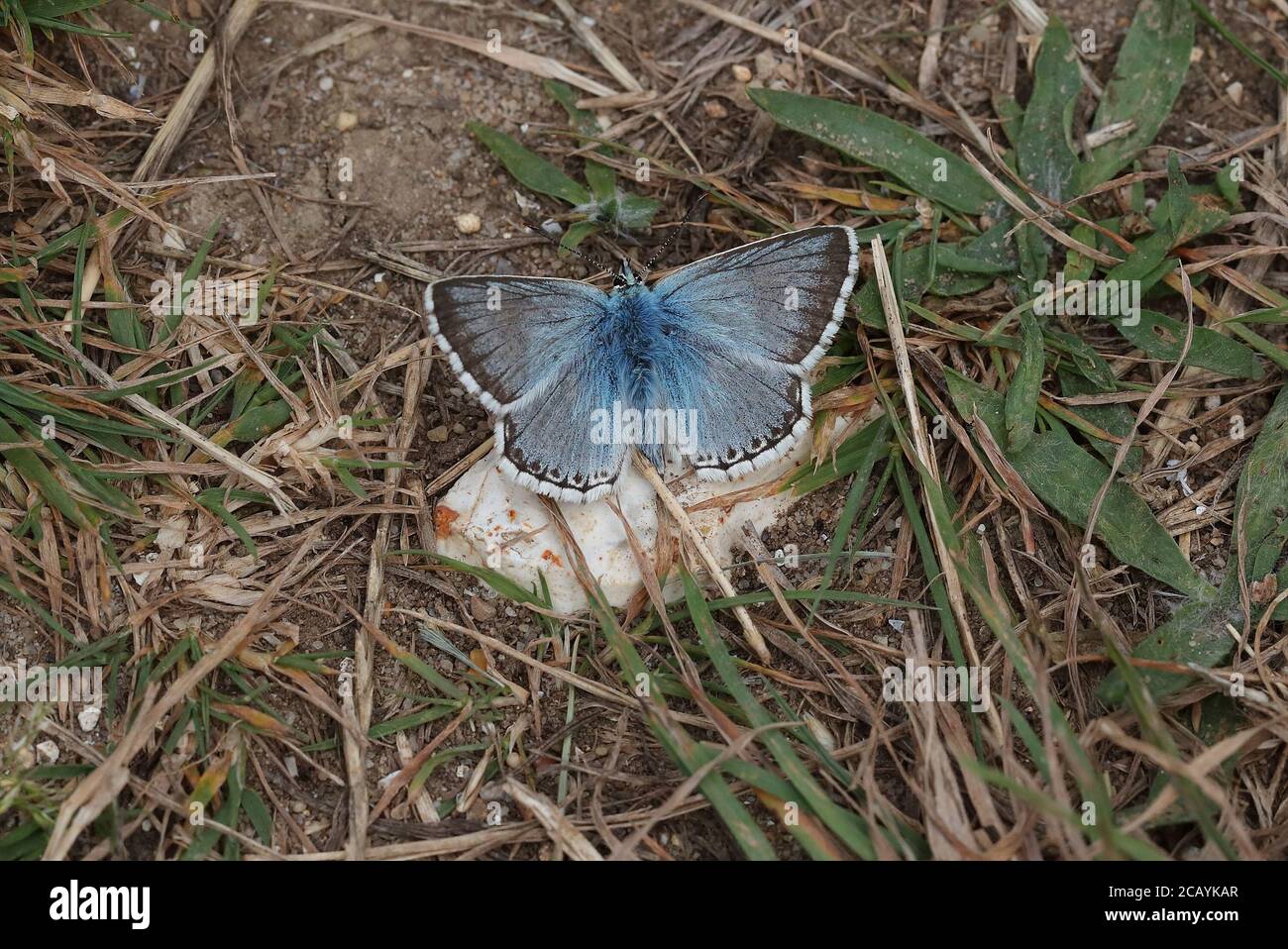 Chalkhill blue butterflies hi-res stock photography and images - Alamy