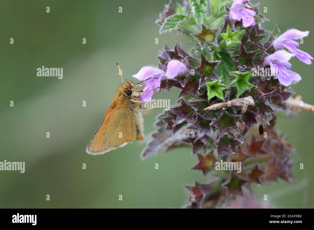 Kelling quags hi-res stock photography and images - Alamy