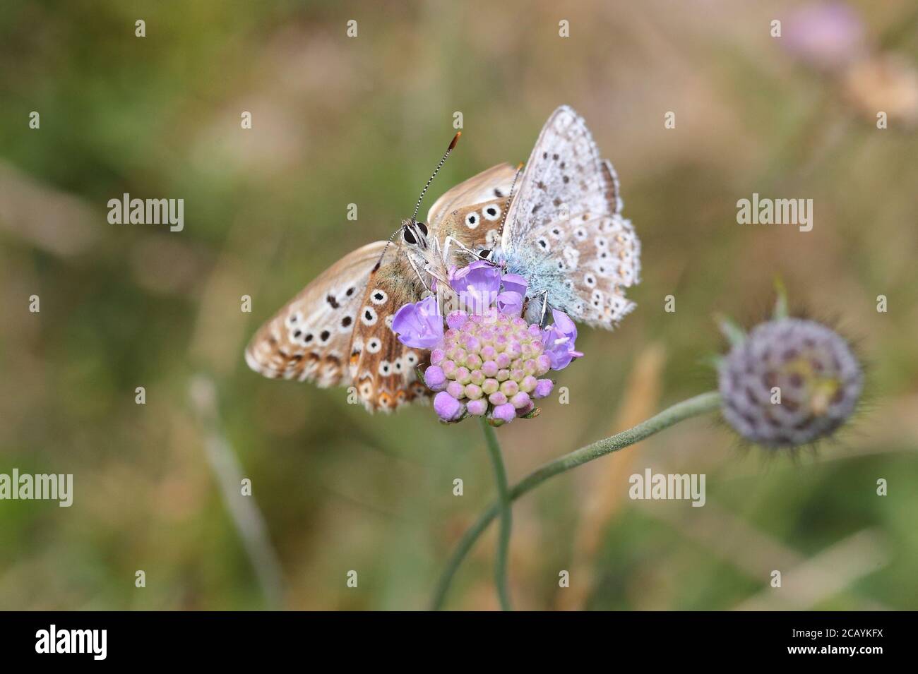 Chalkhill blue butterflies hi-res stock photography and images - Alamy