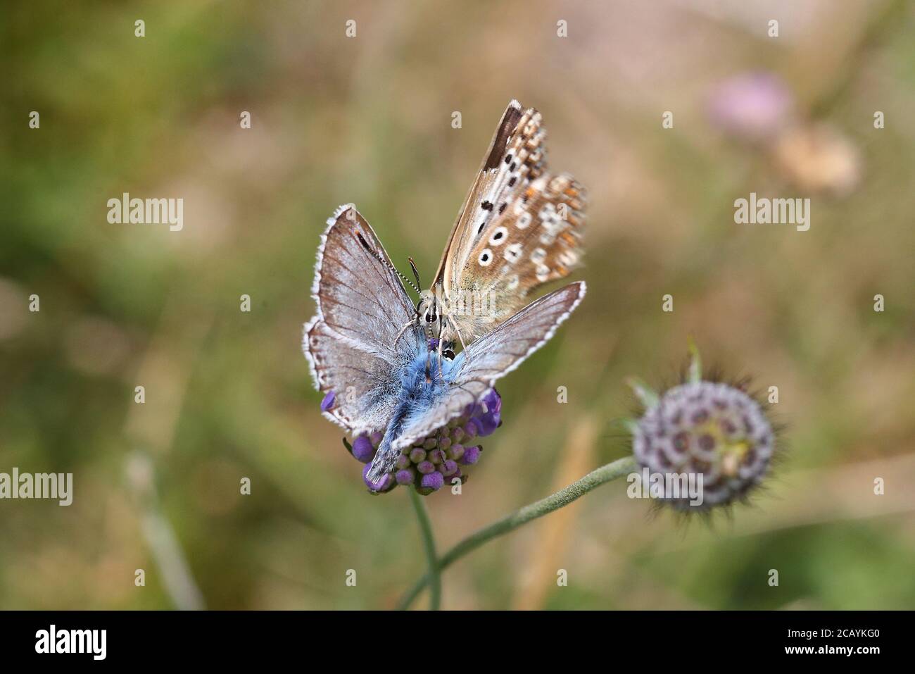 Chalkhill blue butterflies hi-res stock photography and images - Alamy