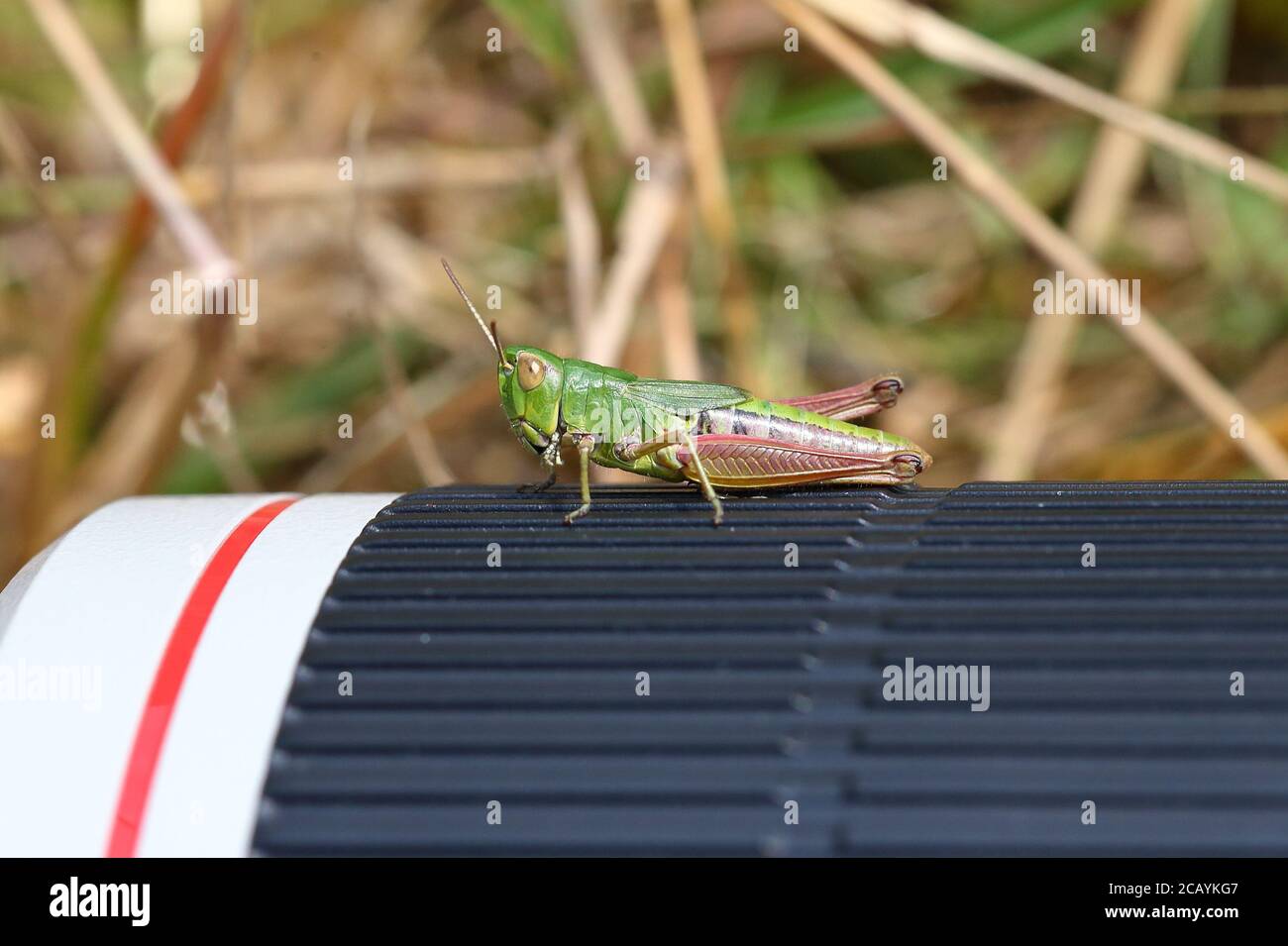 Meadow Grasshopper resting on my camera lens Stock Photo - Alamy