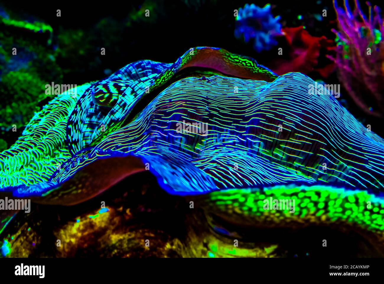 Beautiful Colorful Coral Reefs