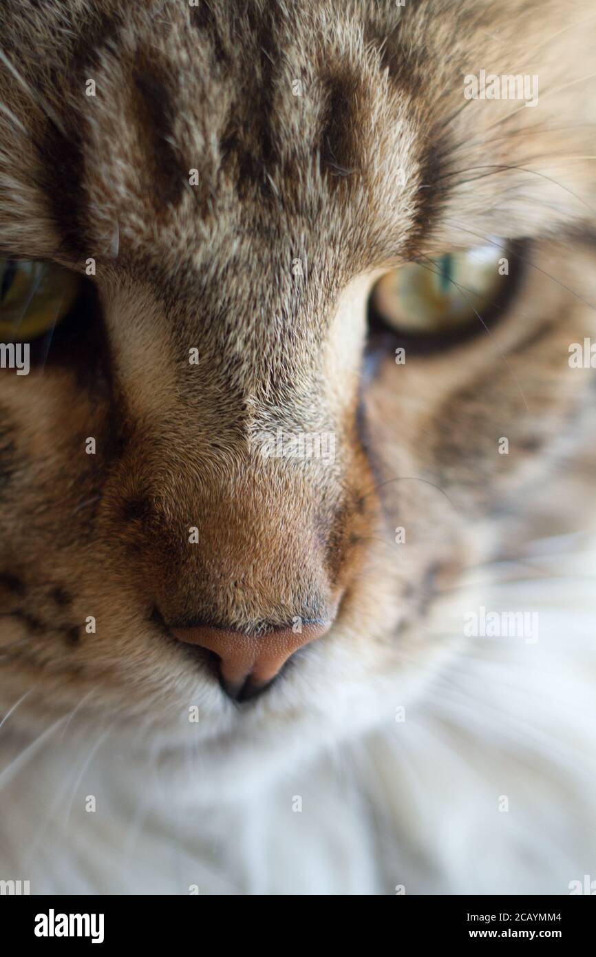 Extremely close-up portrait of domestic tricolor tabby Maine Coon cat ...
