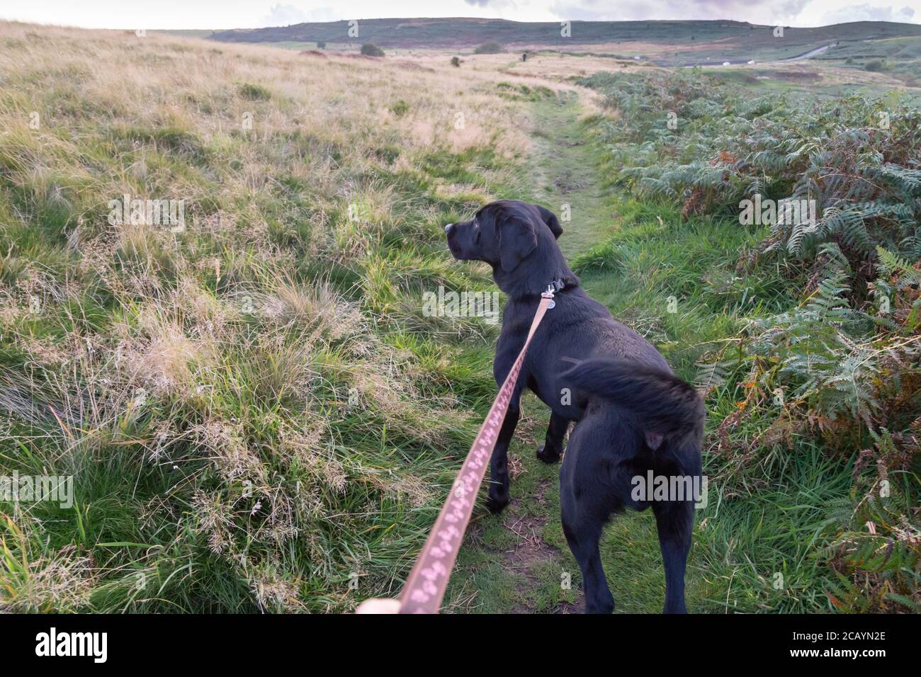 Black labrador on a lead going for a walk on Yorkshire moorland Stock ...