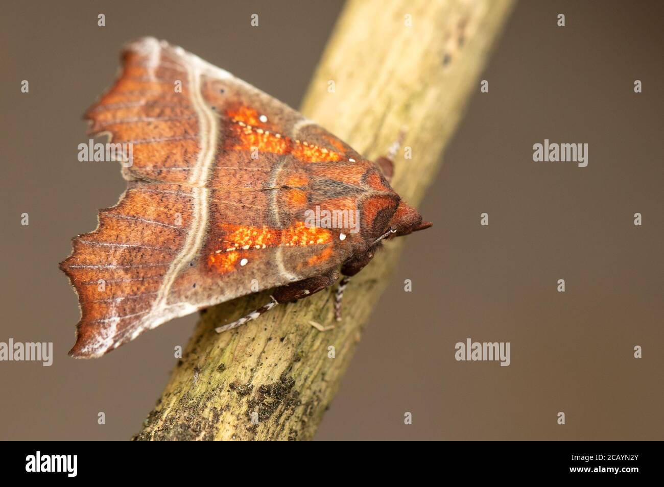 Herald moth hi-res stock photography and images - Alamy