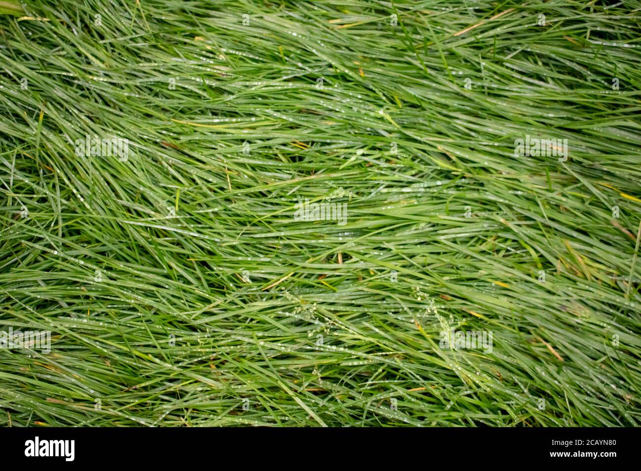 Green grass seamless texture. Seamless in only horizontal dimension ...